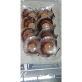 Ostion media concha 250 grs